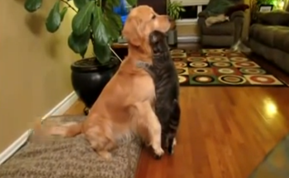 Vampire Cat Won’t Leave Dog Alone. The Dog’s Reaction? Condescending ...