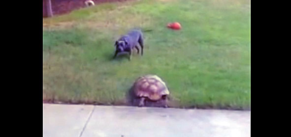 Video: The Fastest Tortoise Ever Chases A Pit Bull. The Dog's Reaction ...