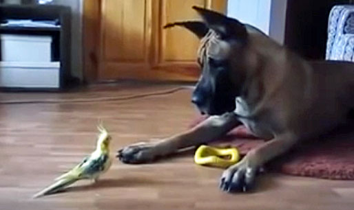 A 'Scary' Little Cockatiel Approaches A Huge Great Dane. The Giant Dog ...