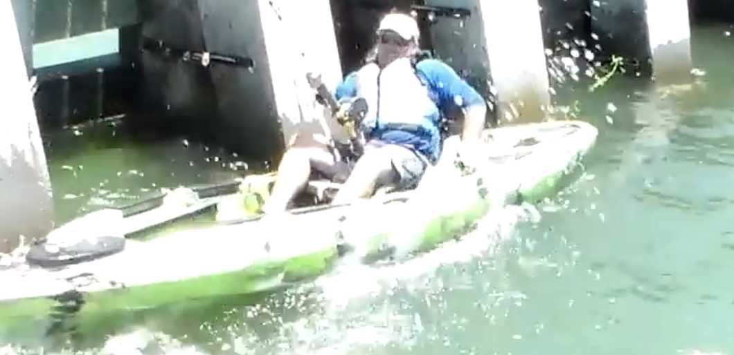 Fish Archives - Sun Gazing