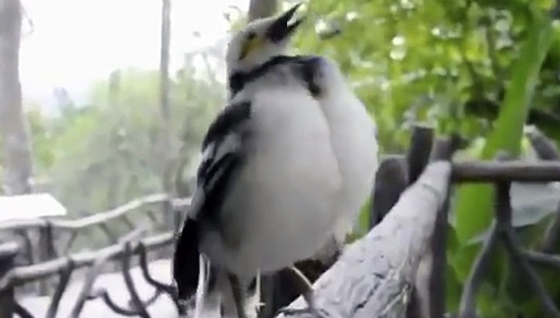 This Crazy Bird Walks Over To A Couple. What He Says Makes Them Burst ...
