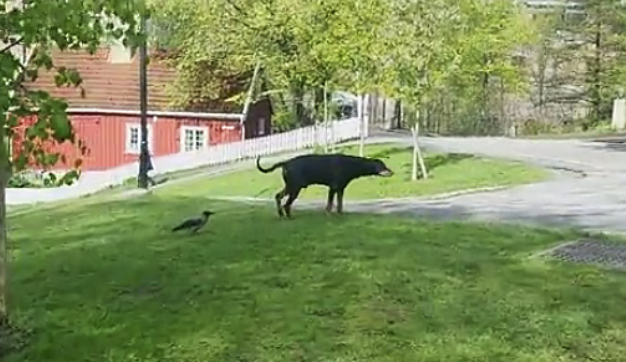 A Prankster Crow Sneaks Up On This Dog. Now Watch The Dog's Unexpected ...