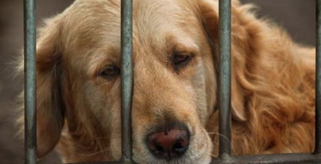 This Animal Shelter Just Got 5,000 Dogs Adopted. But The Unexpected Way ...