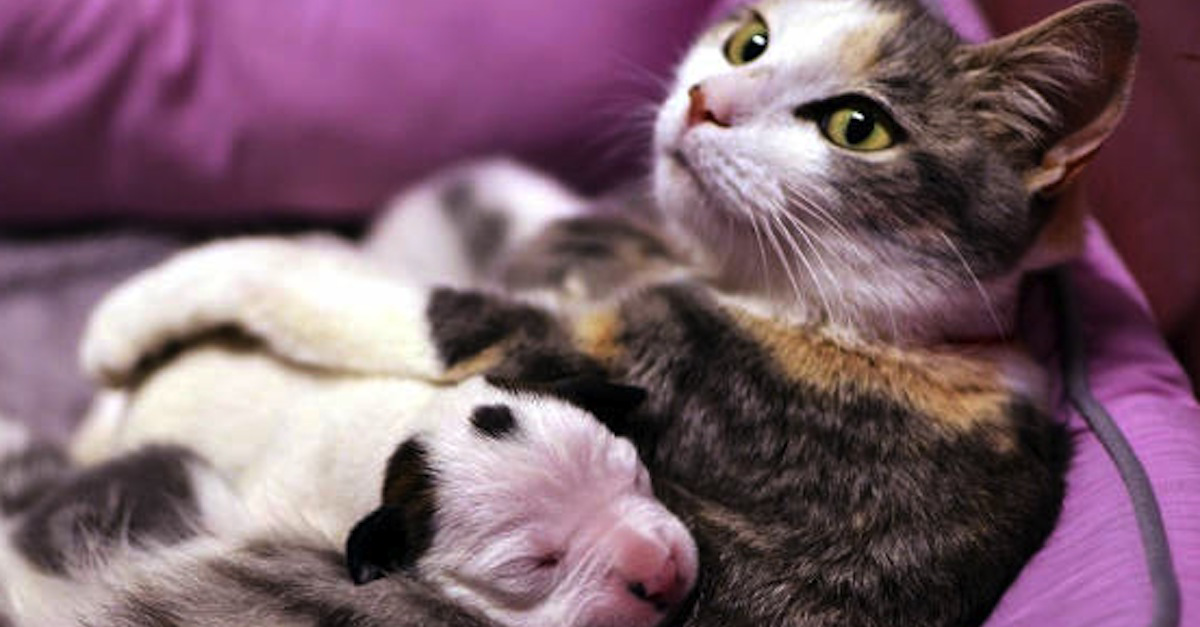 Niaposting, Busty Cat | Xenoblade Chronicles 2 | Know Your Meme