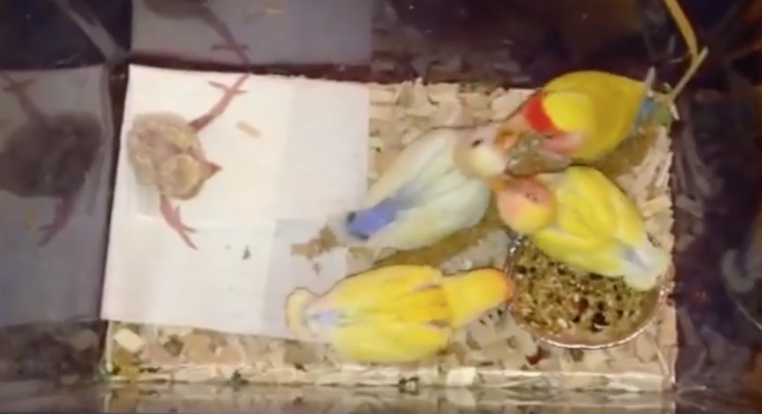 Parents Of This Baby Bird Rejected Him Because Of His Deformity. Now ...