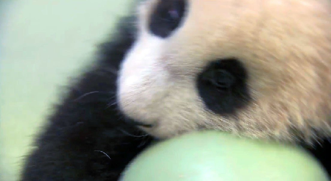Humans Try To Take Away This Panda's Ball. Now Watch His Adorable Fit ...