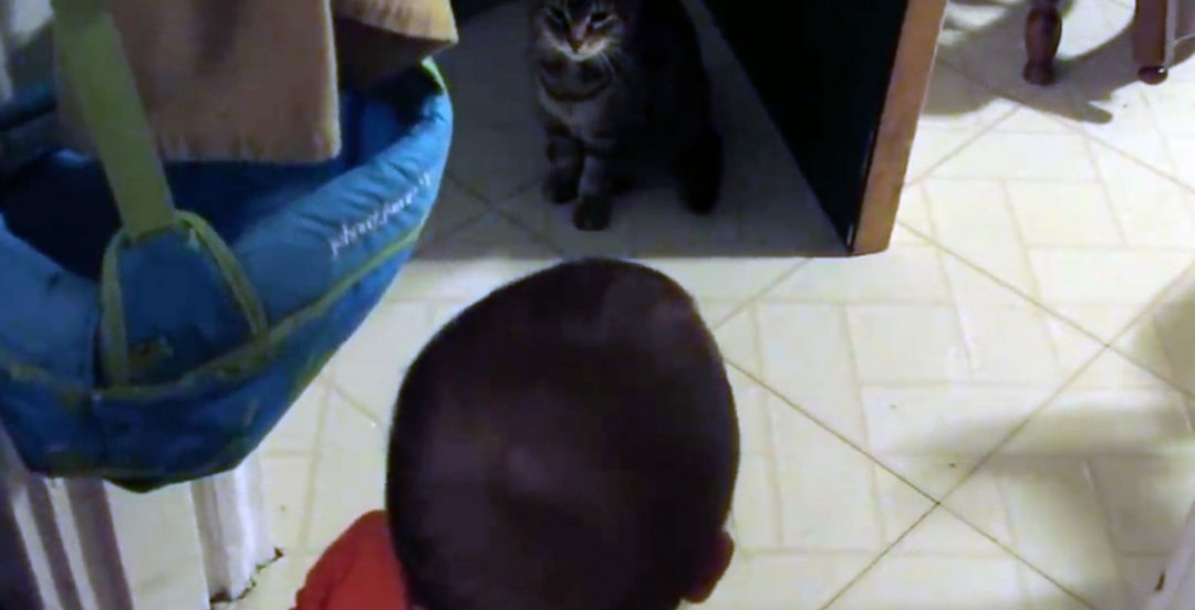 Watch This Cat Have His Daily Morning Conversation With This Baby