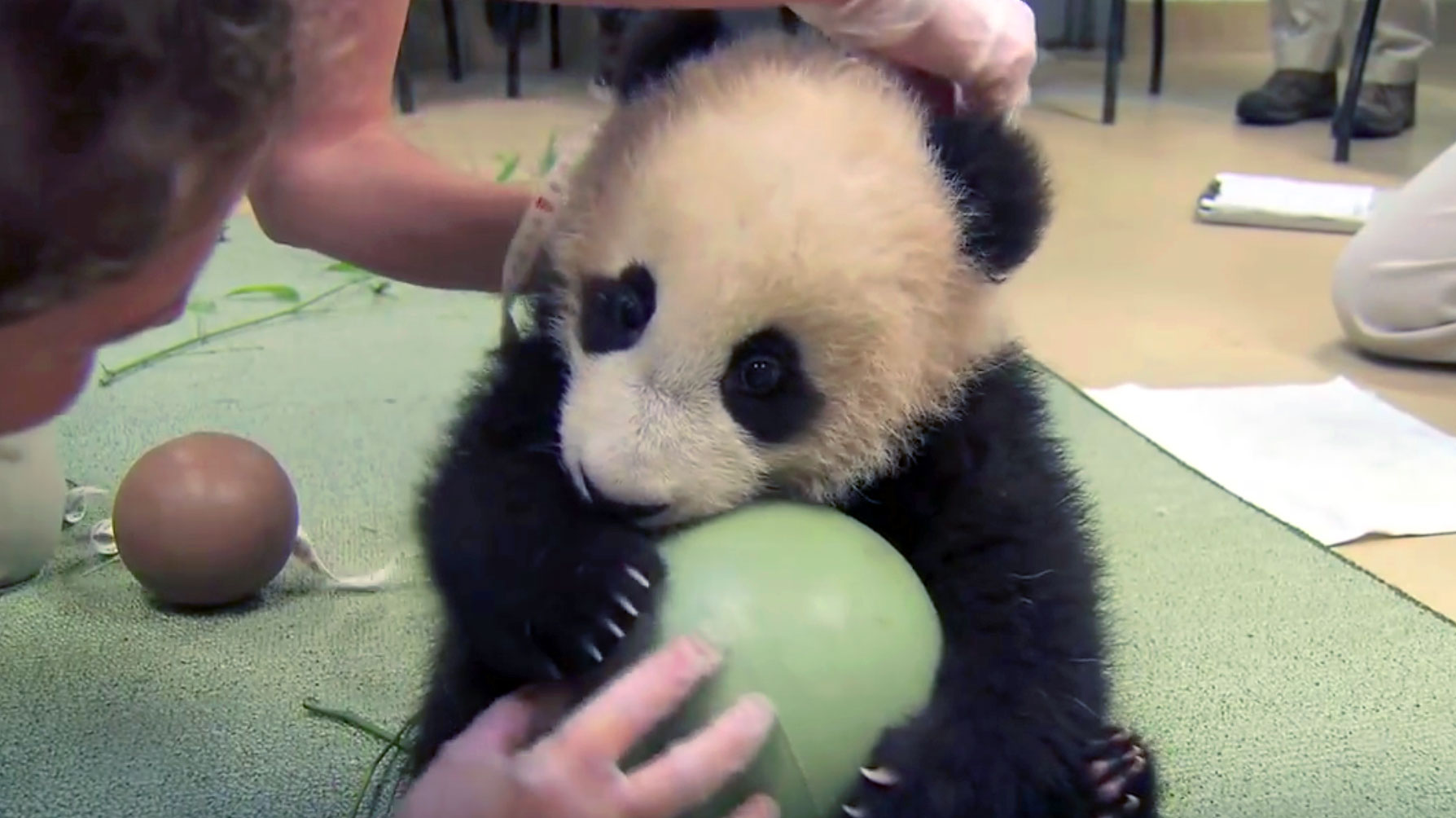 Humans Try To Take Away This Panda's Ball. Now Watch His Adorable Fit ...