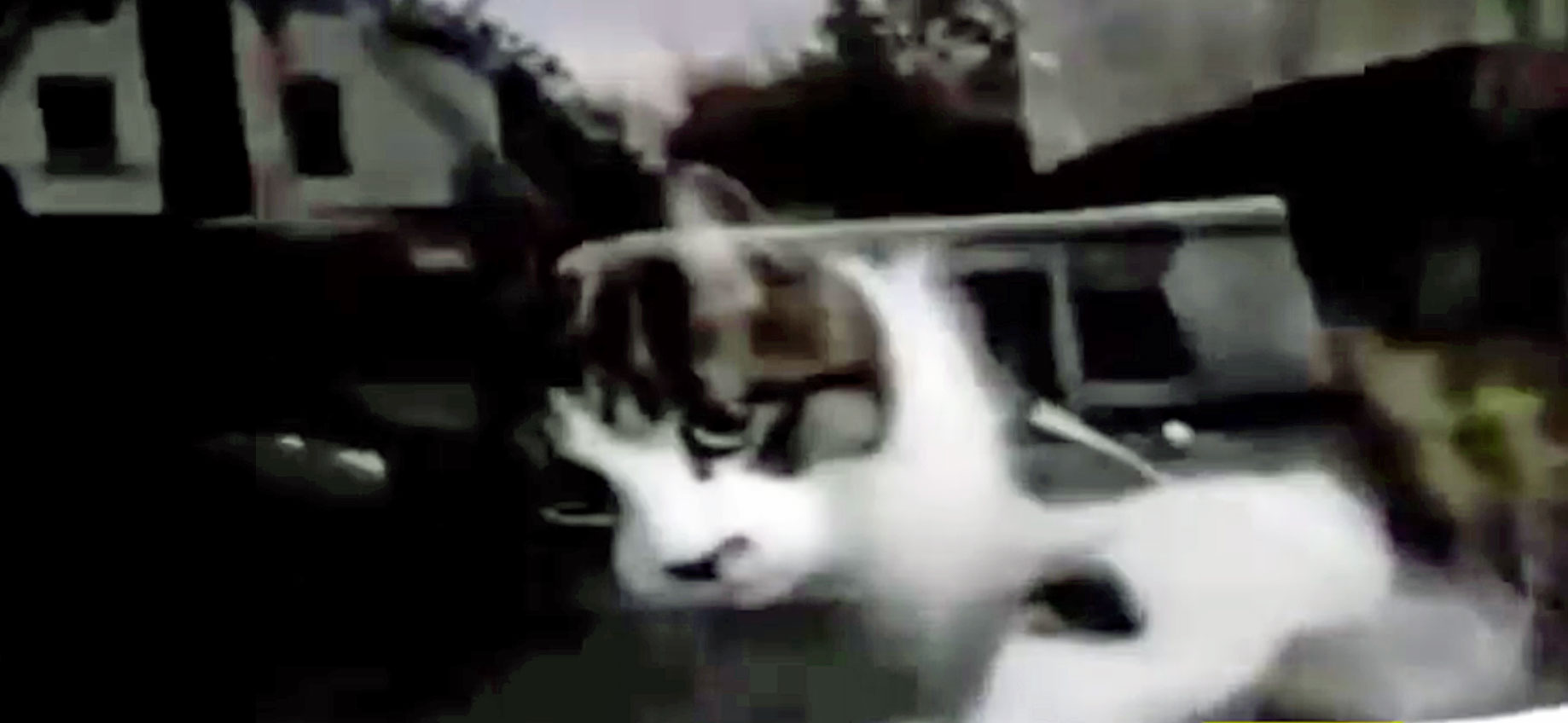 Every Time The Mailman Delivers The Mail This Angry Cat Throws The Most ...