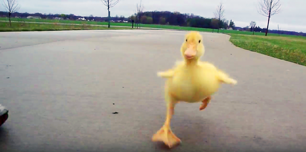 No One Believed Him When He Described How This Duckling Follows Him ...