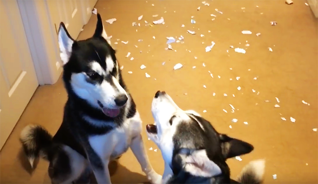 Dad Confronts His Two Guilty Huskies About The Huge Mess. They Respond ...