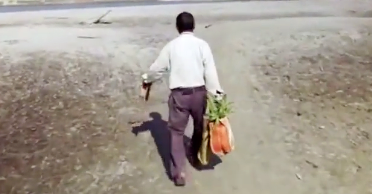 Guy Planted Trees In The Same Place For Over 35 Years. Now Watch The ...