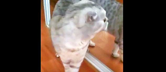 Cat Looks In The Mirror For The First Time Ever. He Proceeds To Make ...