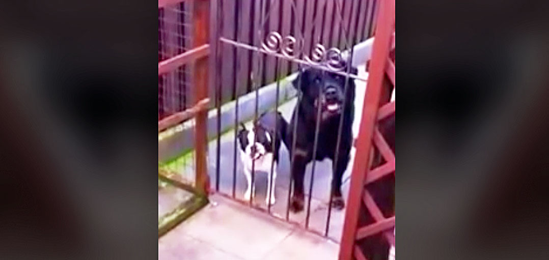 Stranger Walks Past The Gate and Says Hello. The Little One Has The ...