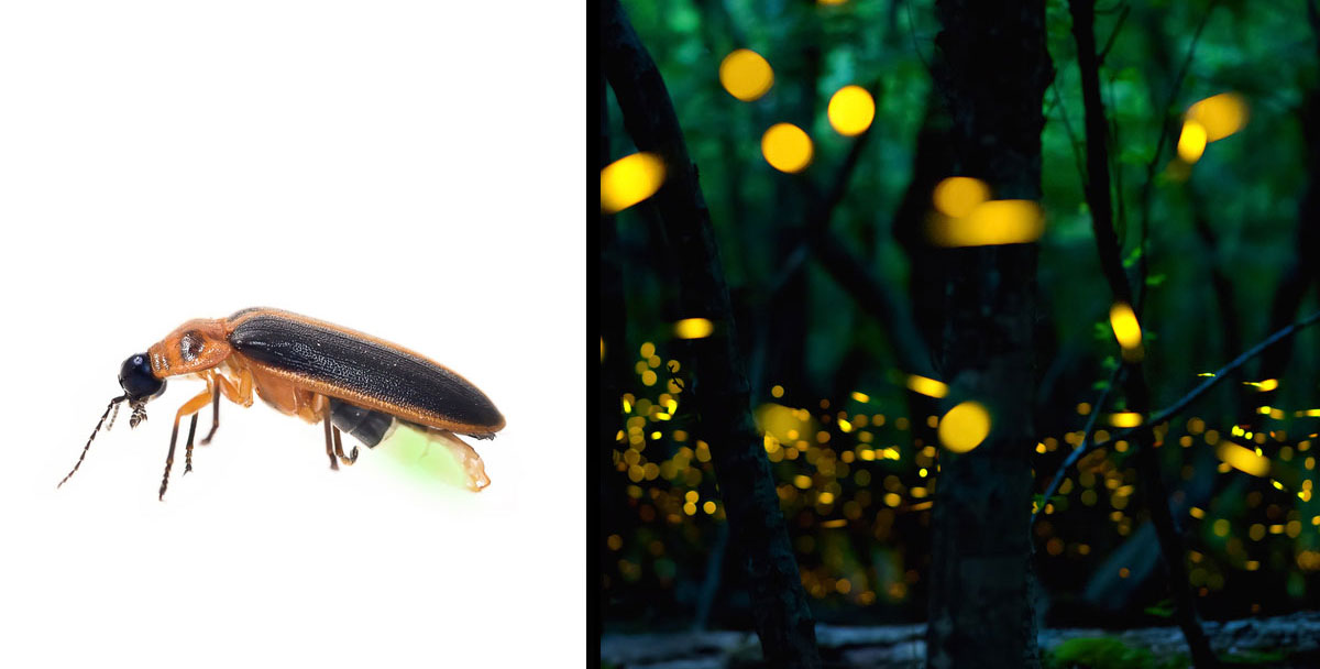 Apparently This Is The Scary Reason Why You Don't See Fireflies On Your ...