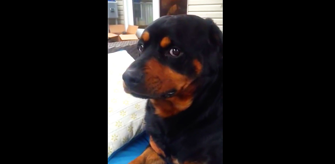 Dad Tells His Dog To Make His Meanest Face. Dog Then Makes The Funniest ...