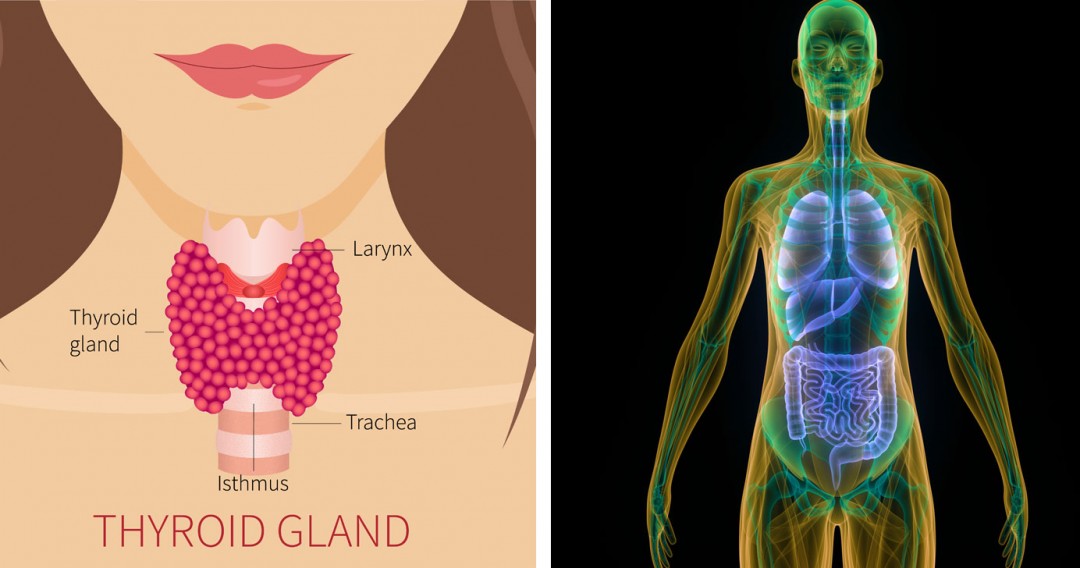 13 Signs And Symptoms You Have A Thyroid Condition And May Not Even Know It