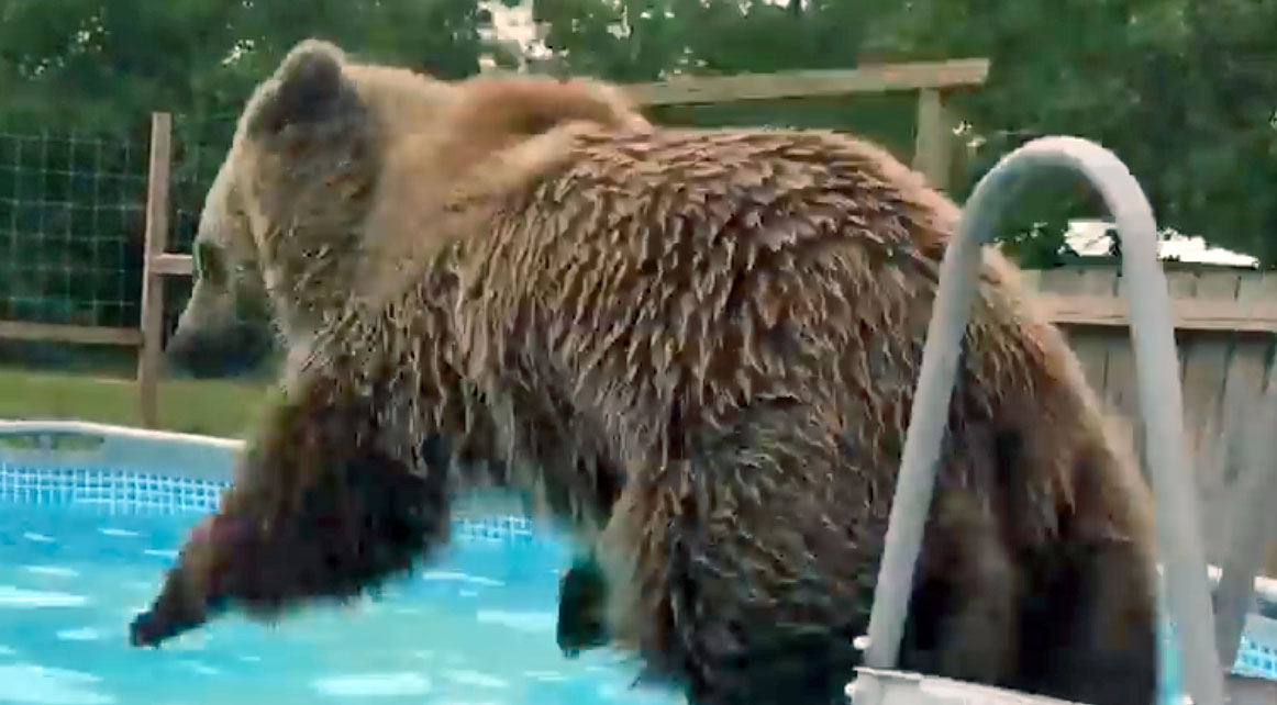 This Big Grizzly Bear Slowly Climbs Up The Pool Ladder. Now Watch His ...