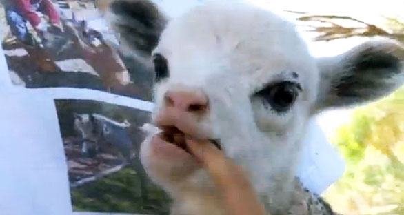 Video: When This Mother Sheep Escaped She Created An Animal I Didn't ...