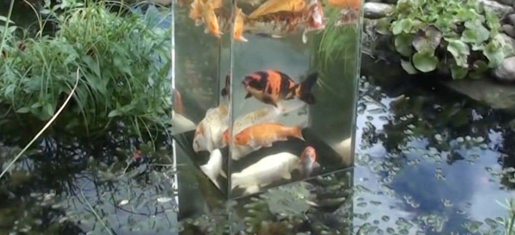 Fish Archives - Sun Gazing