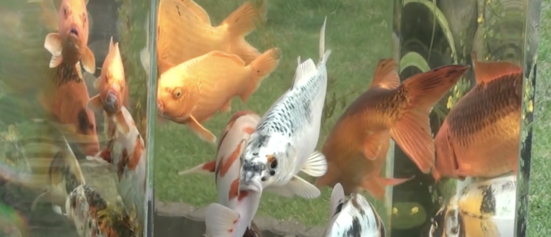 Video: He Takes an Aquarium And Turns It Over So It's Inverted. The ...