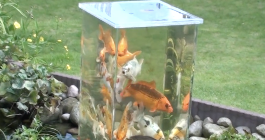 Video: He Takes an Aquarium And Turns It Over So It's Inverted. The ...