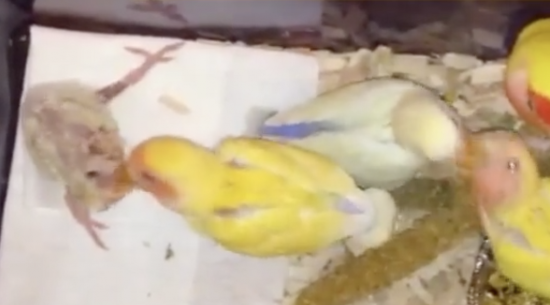 Parents Of This Baby Bird Rejected Him Because Of His Deformity. Now ...