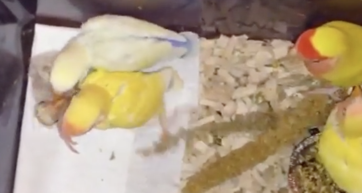 Parents Of This Baby Bird Rejected Him Because Of His Deformity. Now ...