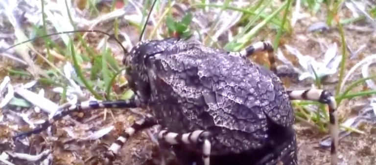 Man Notices a Strange Bug In The Grass. He Reaches Out Touches It Then ...