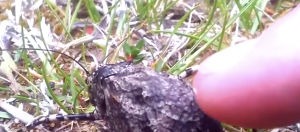 Man Notices a Strange Bug In The Grass. He Reaches Out Touches It Then ...
