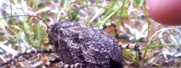 Man Notices a Strange Bug In The Grass. He Reaches Out Touches It Then ...