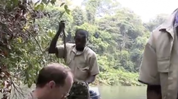 He Reunites With A Gorilla He Saved and Raised For 5 Years. The Ape's ...