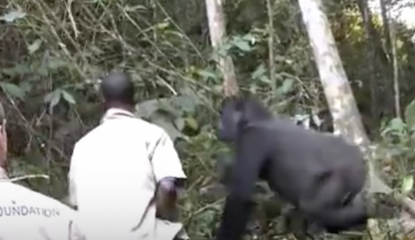 He Reunites With A Gorilla He Saved and Raised For 5 Years. The Ape's ...