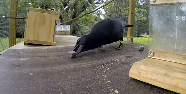 VIDEO: THIS Crow Stares At A Stick 8 Moves Later Every Single Scientist ...