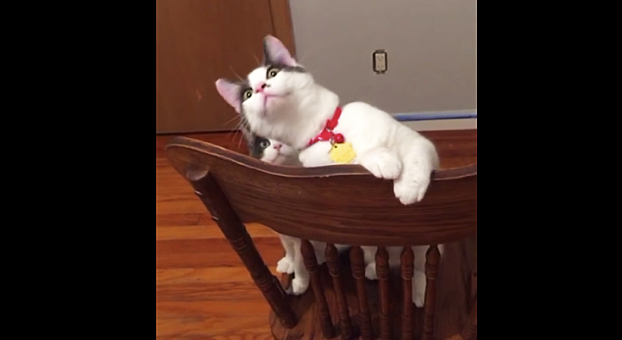 Cat Sees a Fan For The First Time Ever. Now Watch His Friends Hilarious ...