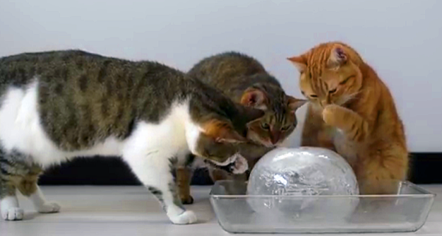 10 Cats Discover A Huge Ball Of Ice What They Do Next Will Melt Your Heart