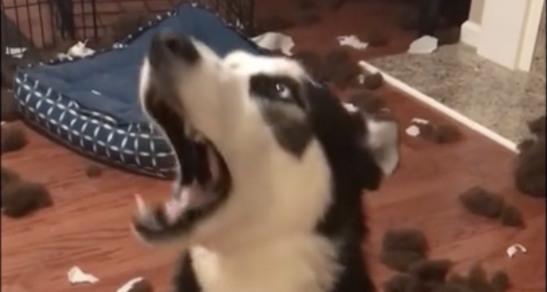 Human Confronts His Dog About The Mess. The Dog Denies It With The Most ...