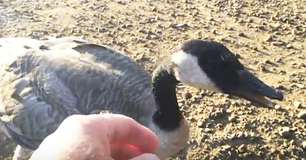 VIDEO: He Stops His Car On The Road When He Sees This Lost Goose. What ...