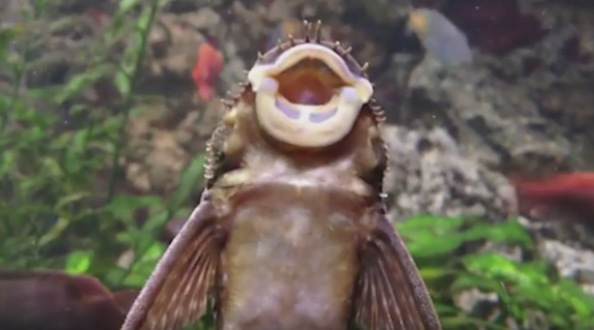 As Soon As This Strange Fish Opens His Mouth Starts Making THIS Sound I ...