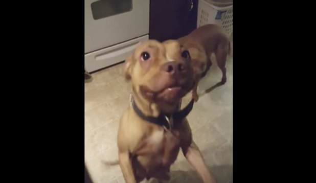 These Guilty Dogs Are So Happy To See Their Human Until They Realize He ...