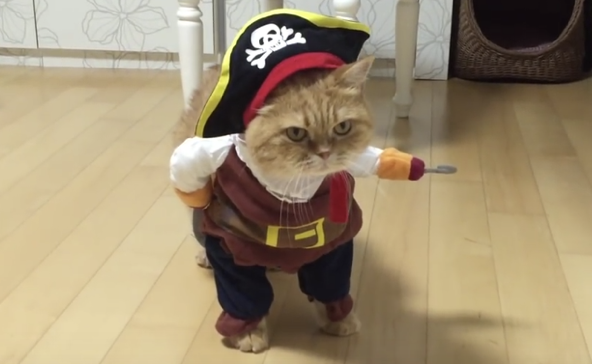 This Pirate Kitty Is So Funny. But What He Does At :07 Made Me Spit My ...