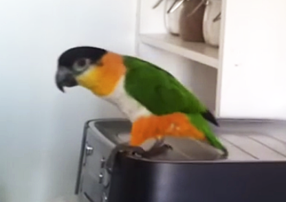 He Wanted His Parrot To Talk. But He Never Expected It To Do THIS