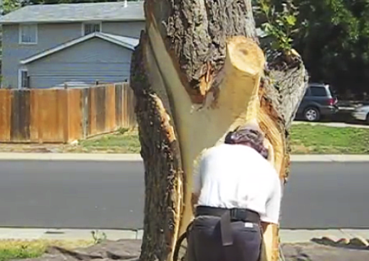 A Tree Fell In Her Yard. But 2 Weeks Later They Transform It Into Is An ...