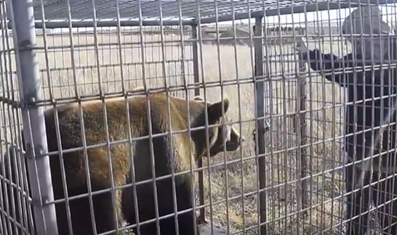 17 Bears Were Held Captive In Concrete Pits For Years. Their Reaction ...
