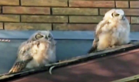 This Owl Poops On His Friend. Now Watch The Hysterical Confused Look On ...