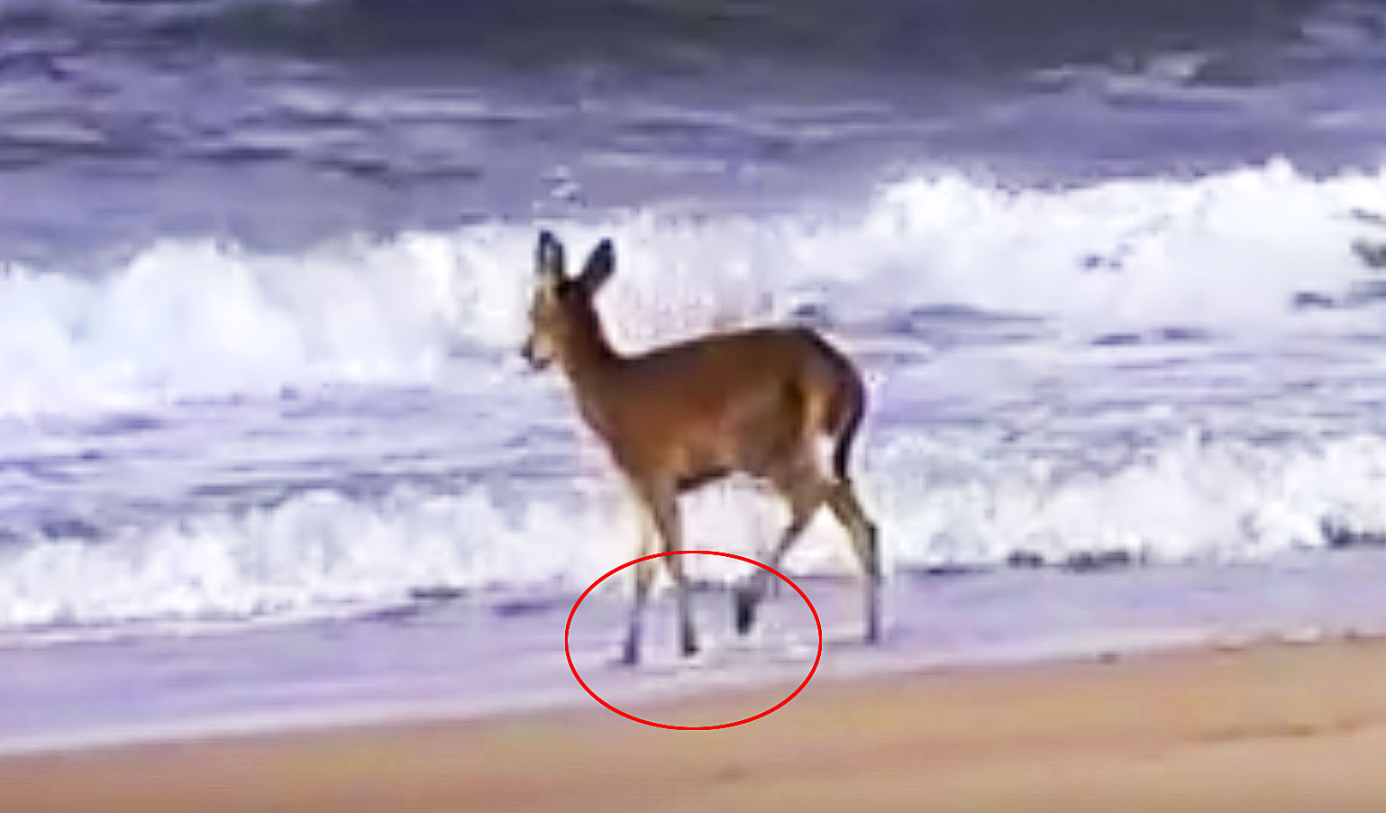 THIS Lost Deer Is Walking On The Edge Of The Ocean. But Watch When THIS ...