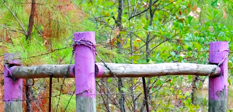 Have You Ever Noticed A Fence Painted Purple? It Means THIS..