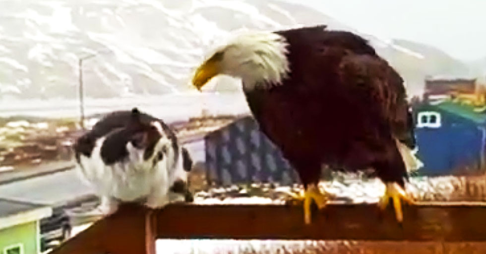 This Kitty Was Just Hanging Out On His Porch When This Flew In. But ...