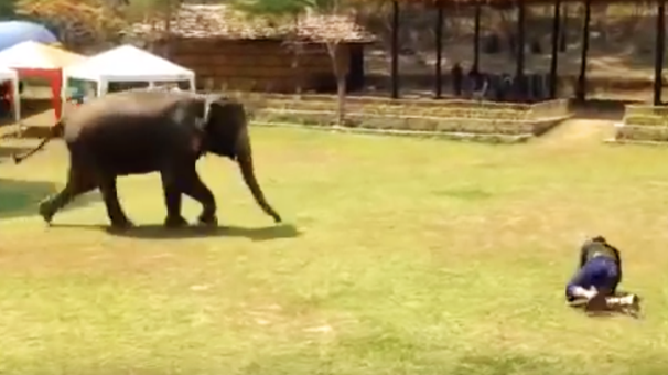 Person Suddenly Collapses Onto The Grass. What This Elephant Does ...