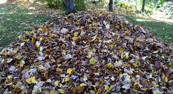 It Seems Like A Normal Leaf Pile But Keep Your Eyes On The Center For ...